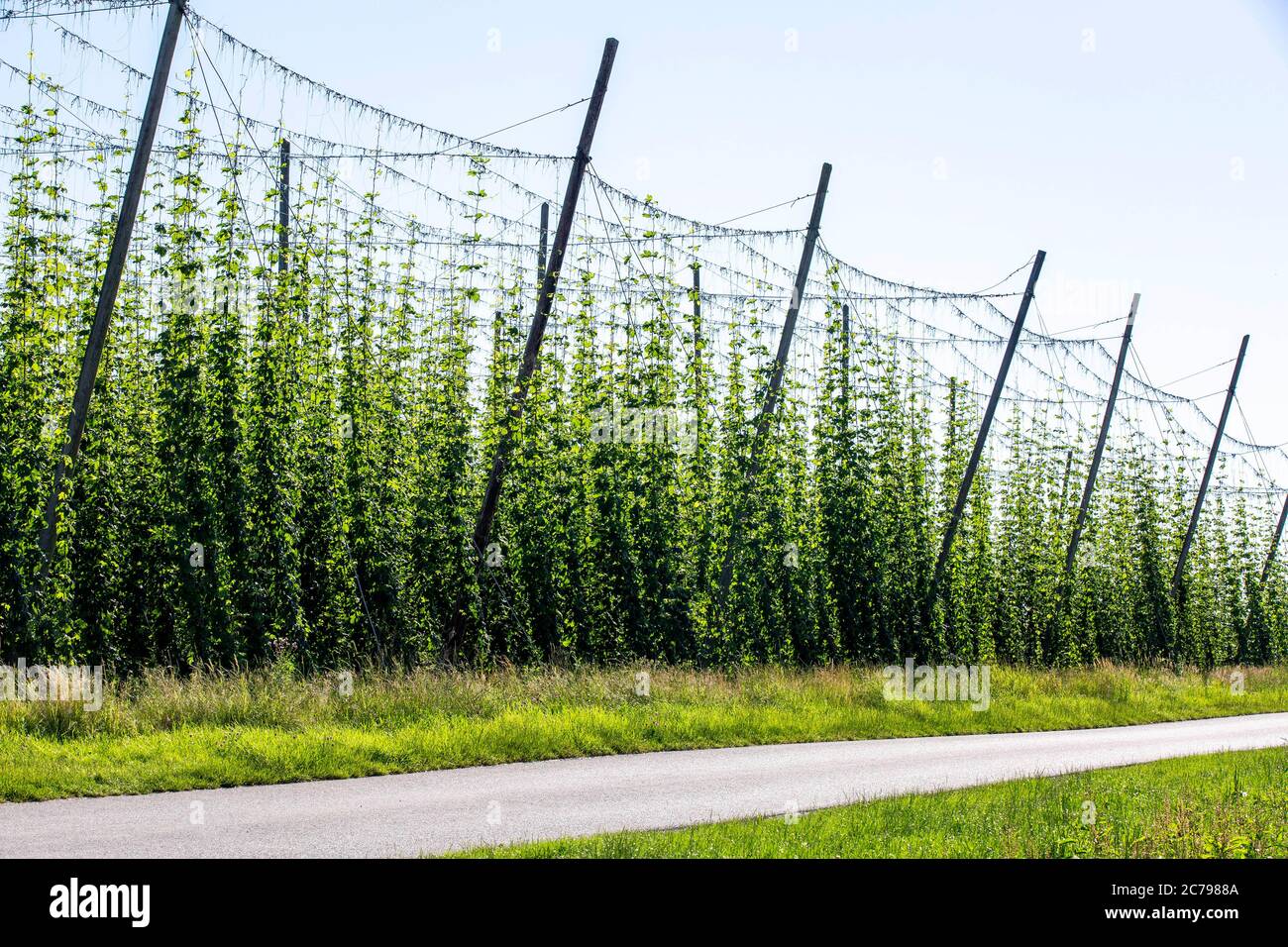 Tettnang, Deutschland. 07th July, 2020. Hop perennials on the hop path ...