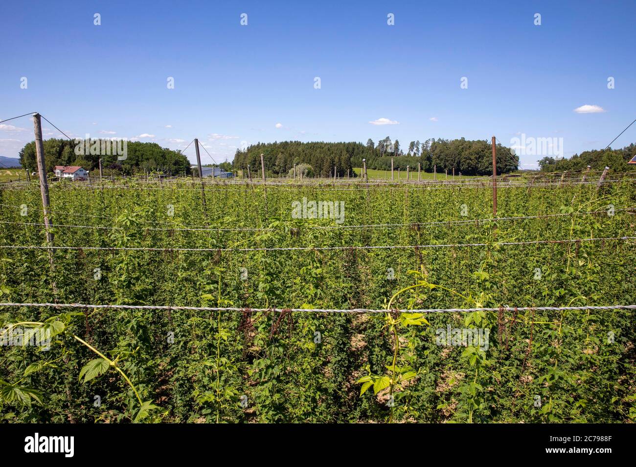 Hemp ground technique hi-res stock photography and images - Alamy