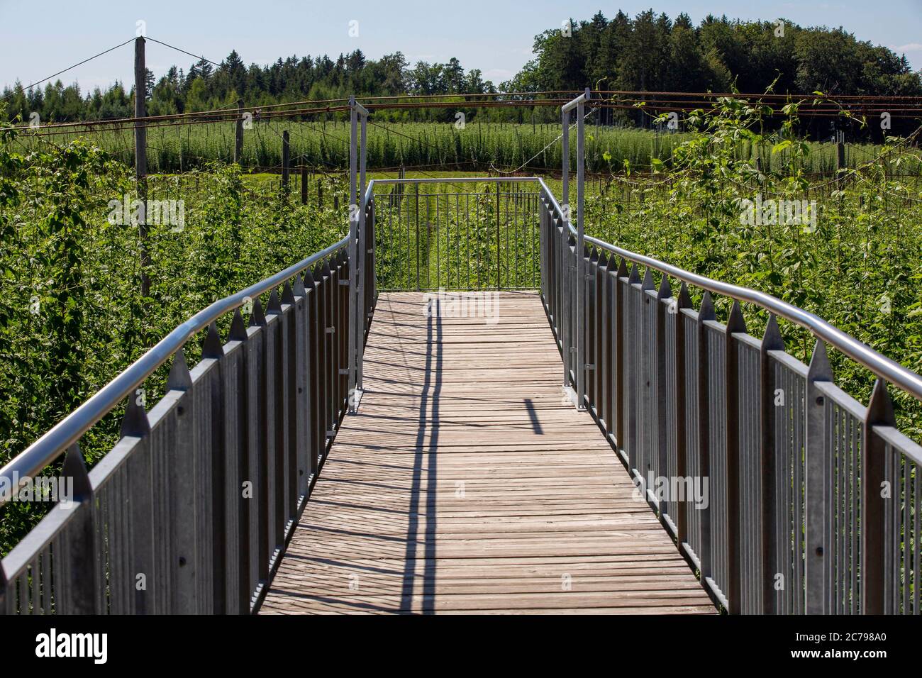 Tettnang, Deutschland. 07th July, 2020. Hop perennials at the hop ...