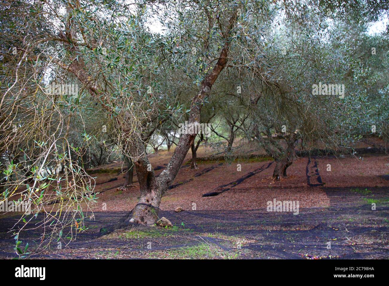 Corfu island olive tree hi-res stock photography and images - Alamy