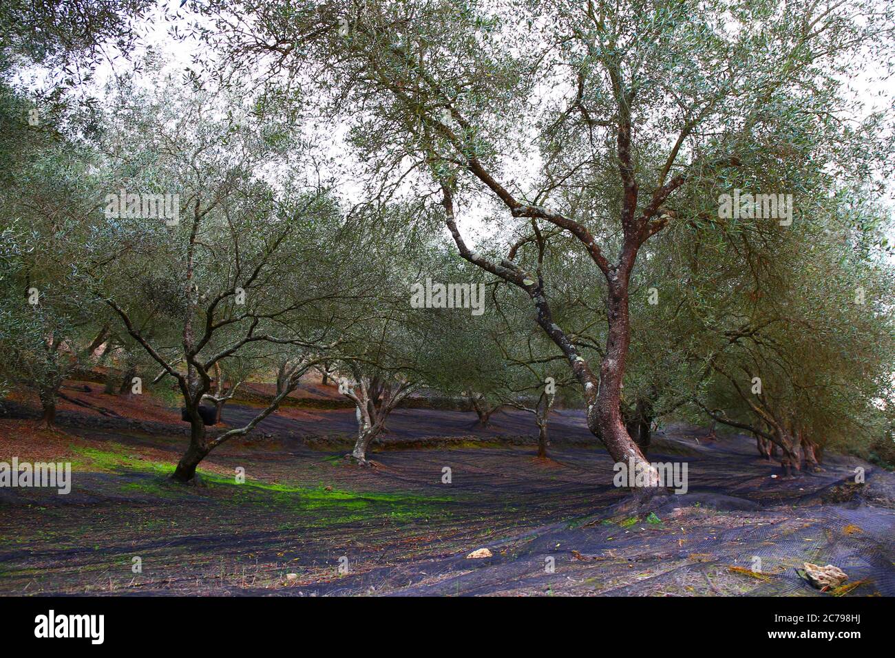 Corfu island olive tree hi-res stock photography and images - Alamy