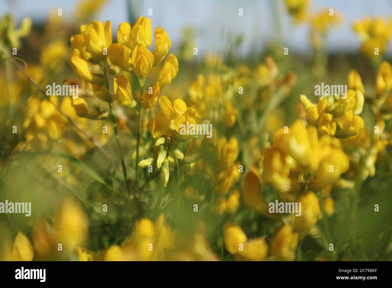 Lathyrus chloranthus yellow sweet pea hi-res stock photography and ...