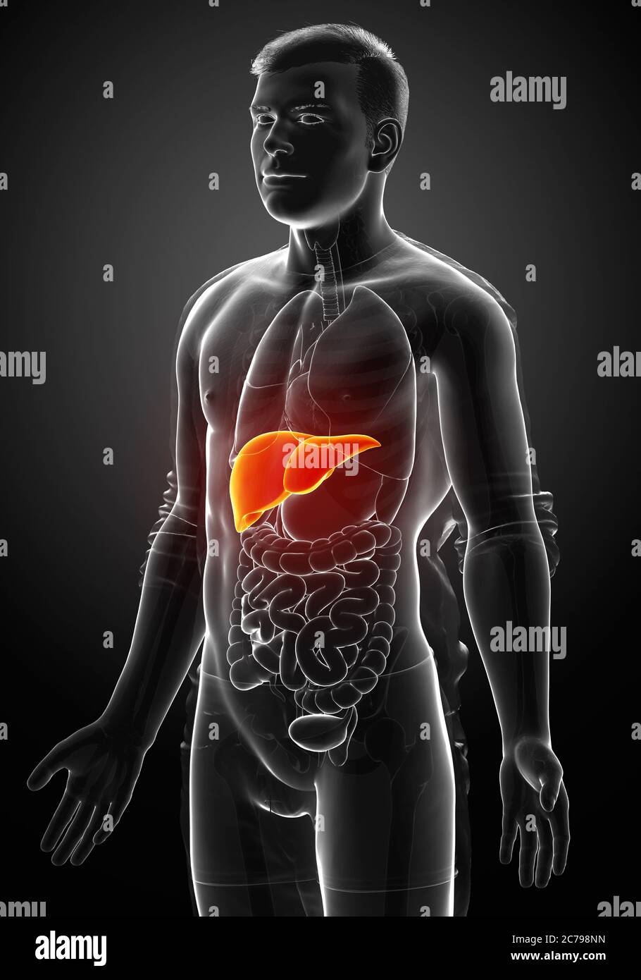 3d rendered, medically accurate illustration of male Liver Anatomy ...