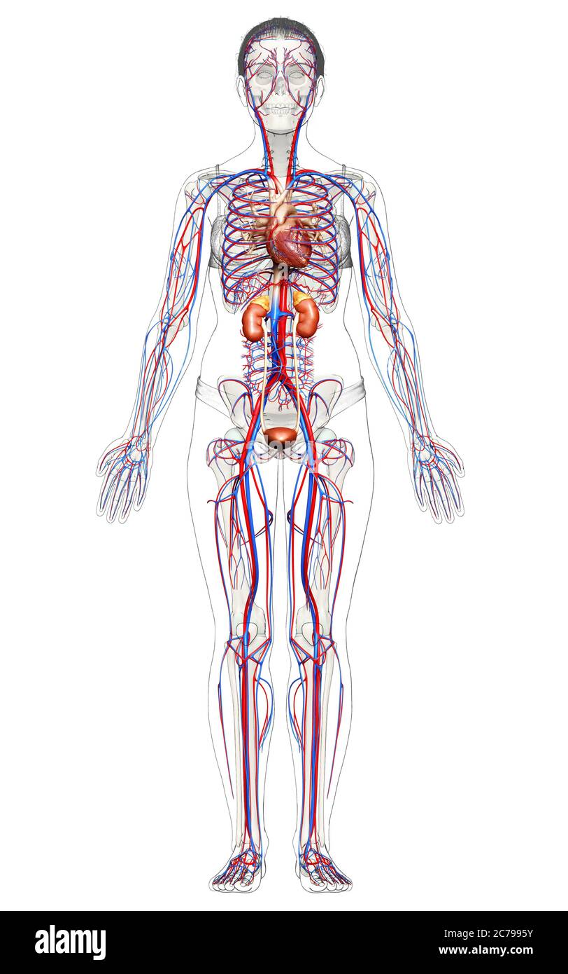 3d rendered, medically accurate illustration of the female kidneys and ...