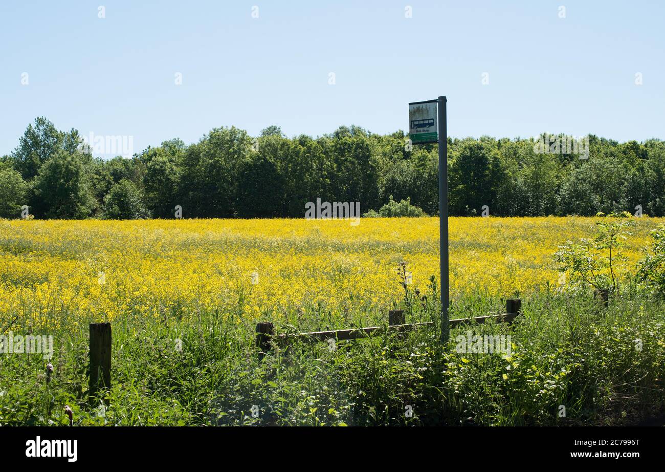 Rural scene showing single poled bus stop surrounded by vegetation with ...
