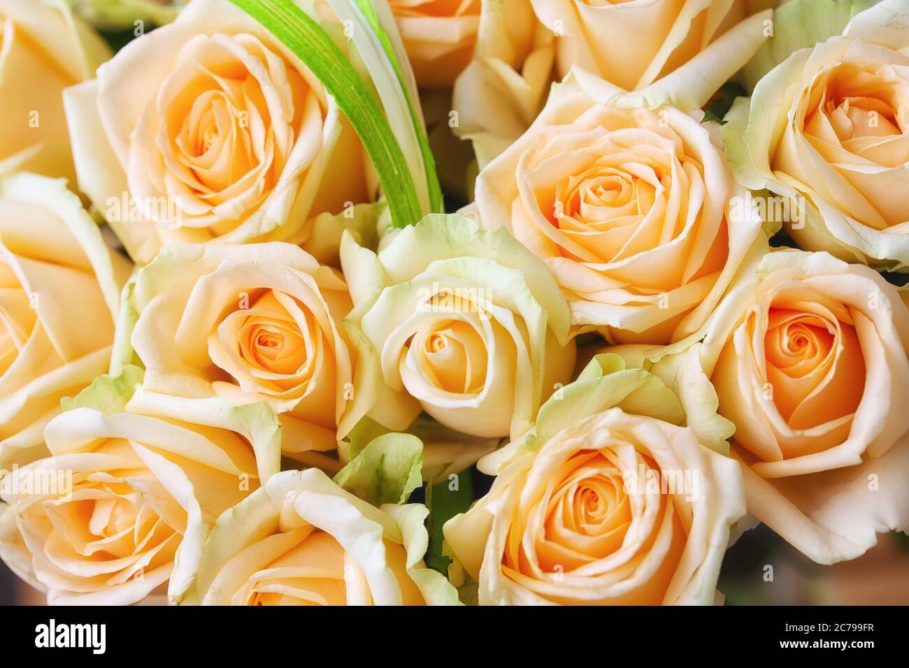 Natural pastel roses background. Shallow depth of field Stock Photo - Alamy