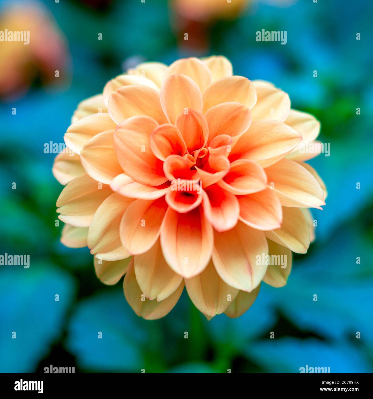 Beautiful orange color dahlia flower hi-res stock photography and ...