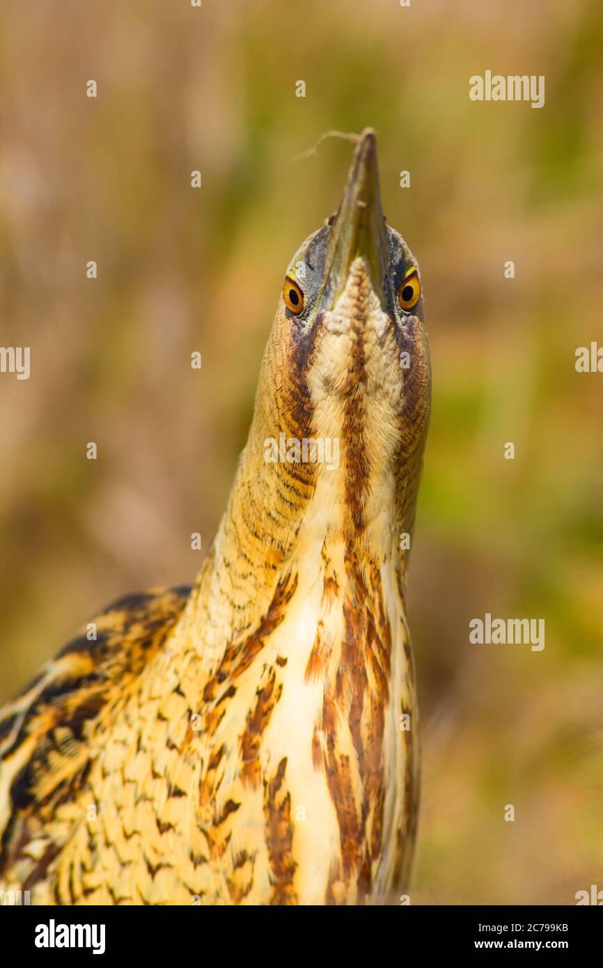 Bird portrait. Eurasian Bittern Botaurus stellaris. Nature background ...