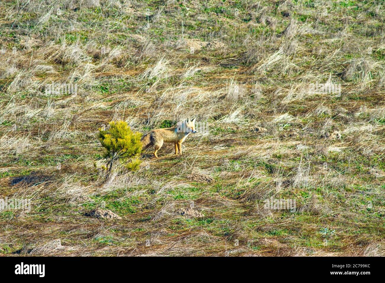 Fox and dry graass background. Animal; Red Fox. Vulpes vulpes Stock ...