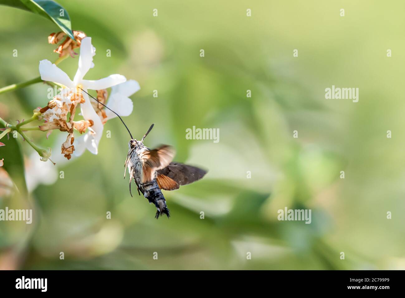 hummingbird hawk-moth on flower. Macroglossum stellatarum hovering over ...