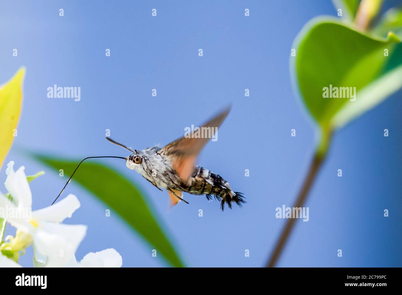 hummingbird hawk-moth on flower. Macroglossum stellatarum hovering over ...