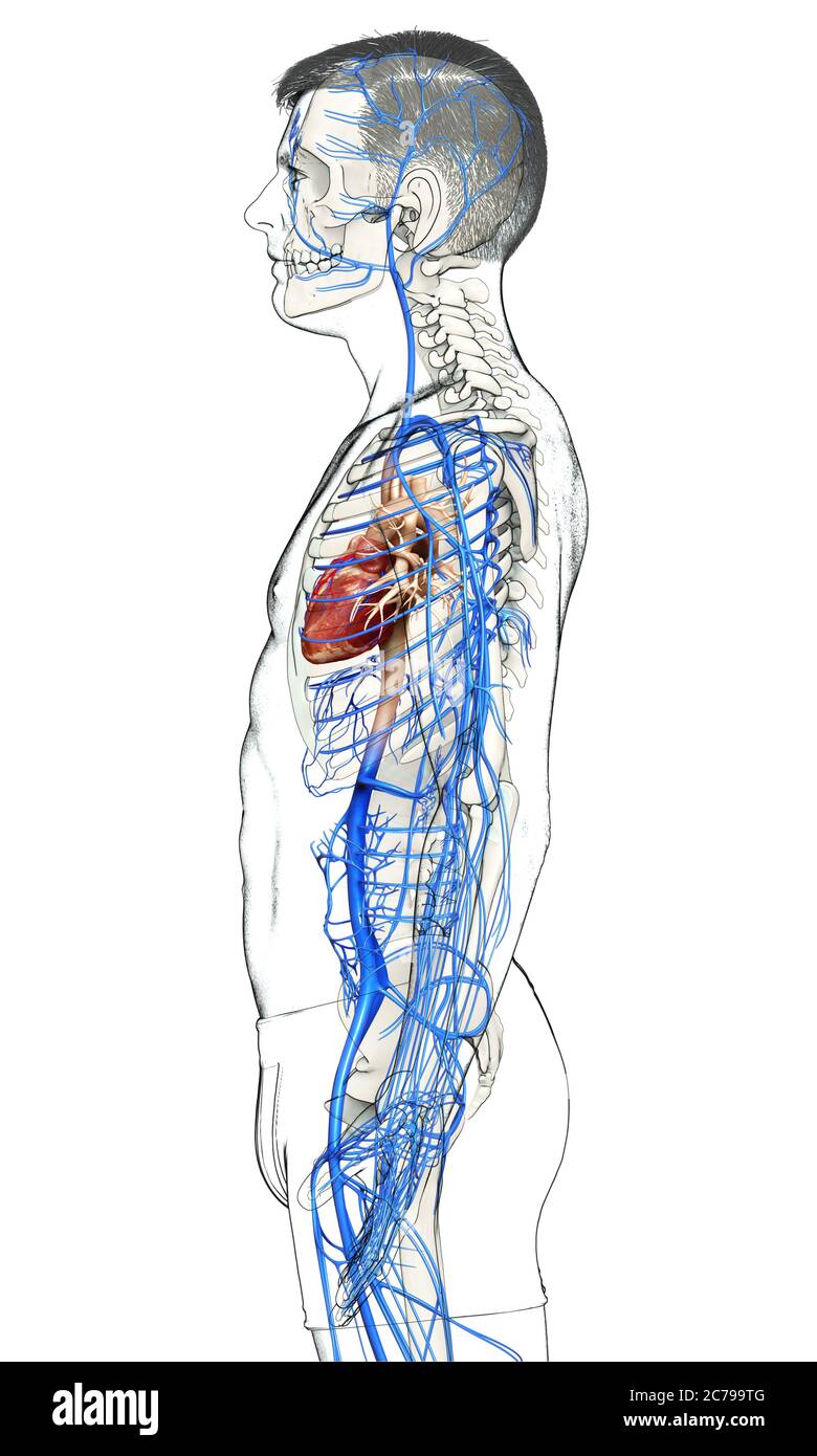 3d rendered medically accurate illustration of a male Veins anatomy ...