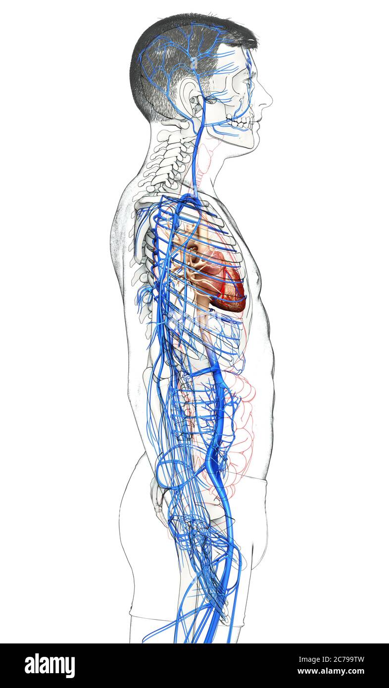 3d rendered medically accurate illustration of a male Veins anatomy ...
