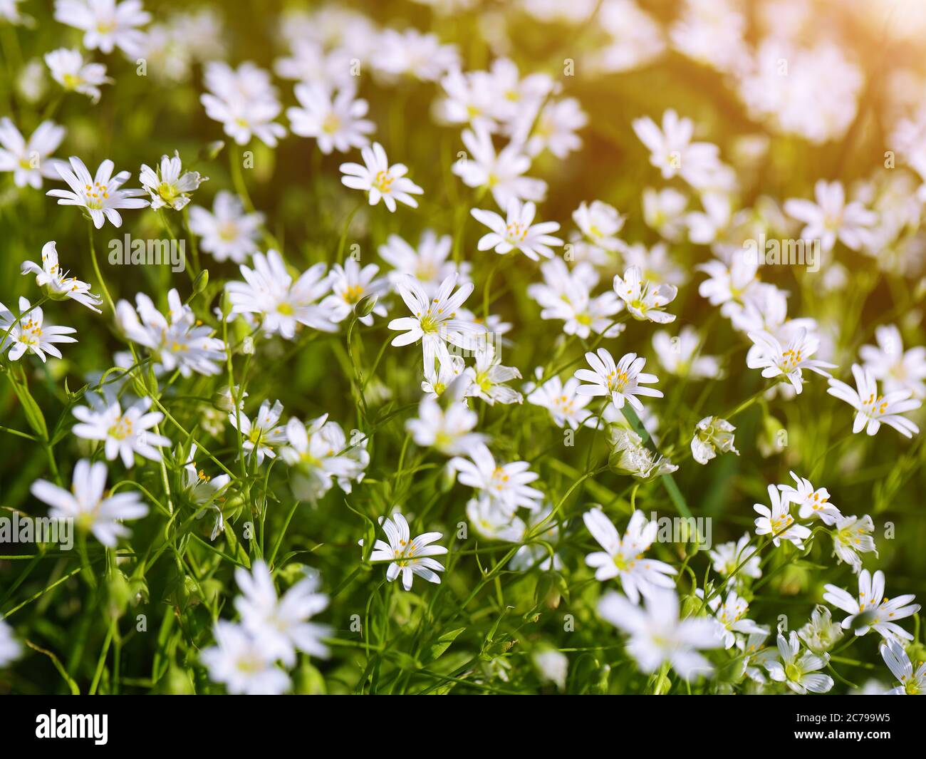 Beautiful blooming daisy field. Daisy flower background Stock Photo - Alamy