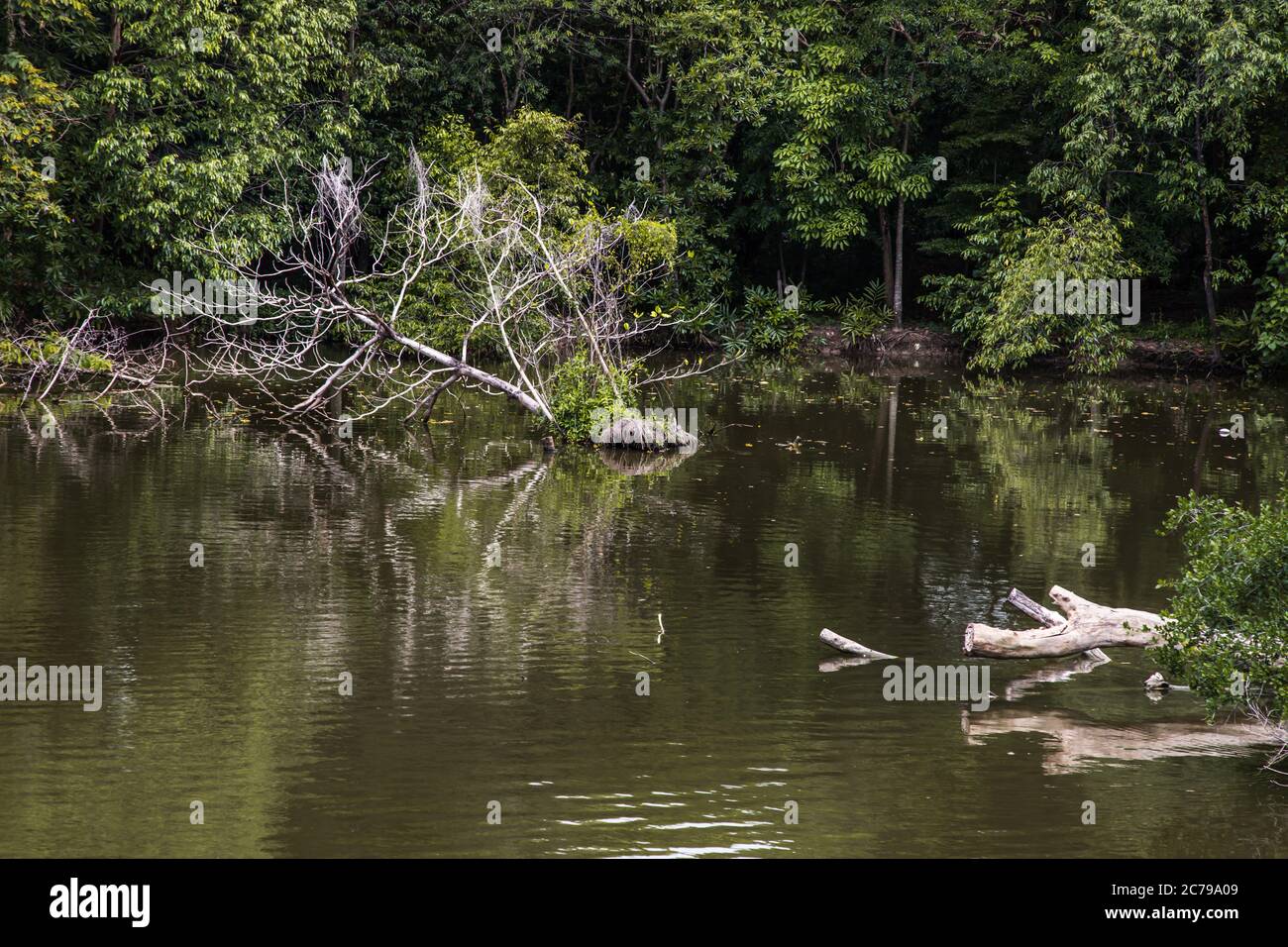 The broken tree along the river that felt down into water Stock Photo ...