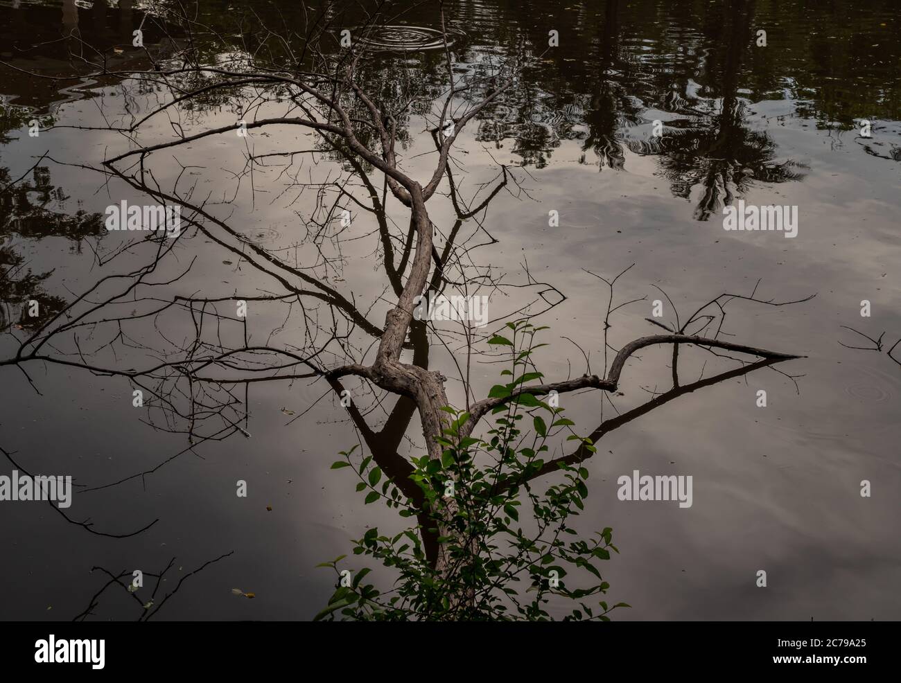 The broken tree along the river that felt down into water Stock Photo ...