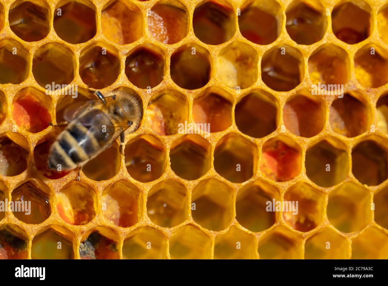Honey comb bees closeup hi-res stock photography and images - Alamy