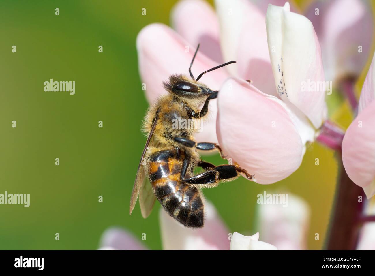 Pollen of flowers hi-res stock photography and images - Alamy