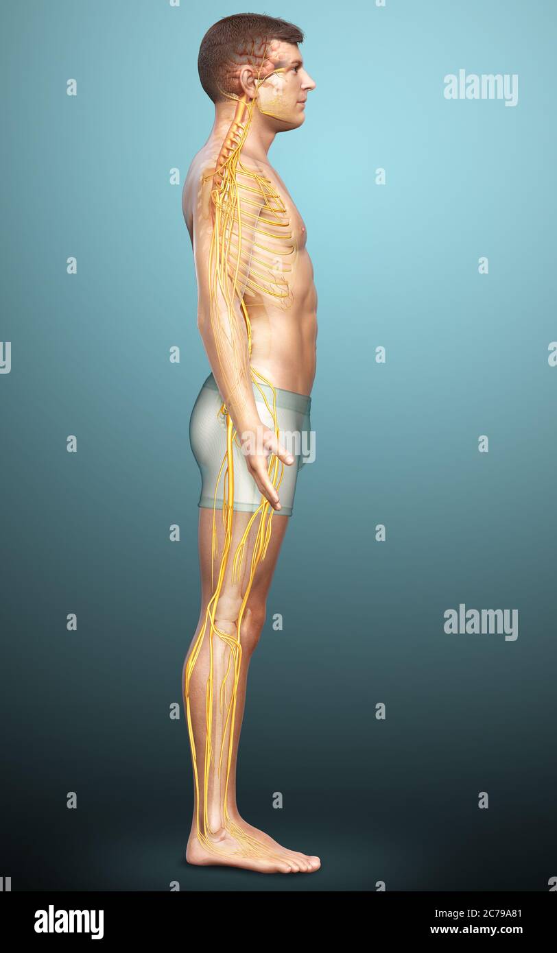 3d rendered medically accurate illustration of a male nervous system ...