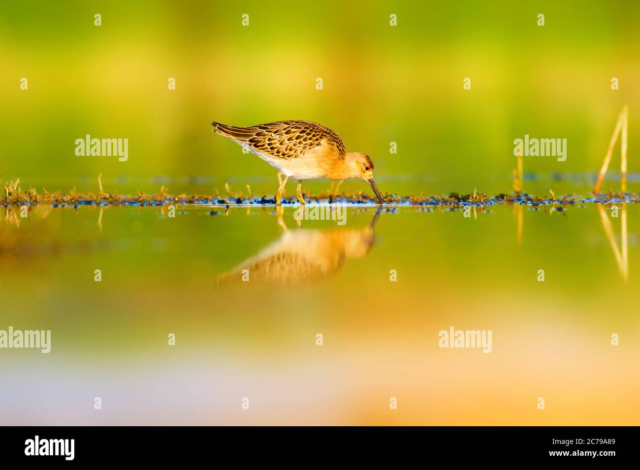 Common water bird. Colorful nature habitat background. Bird: Ruff ...
