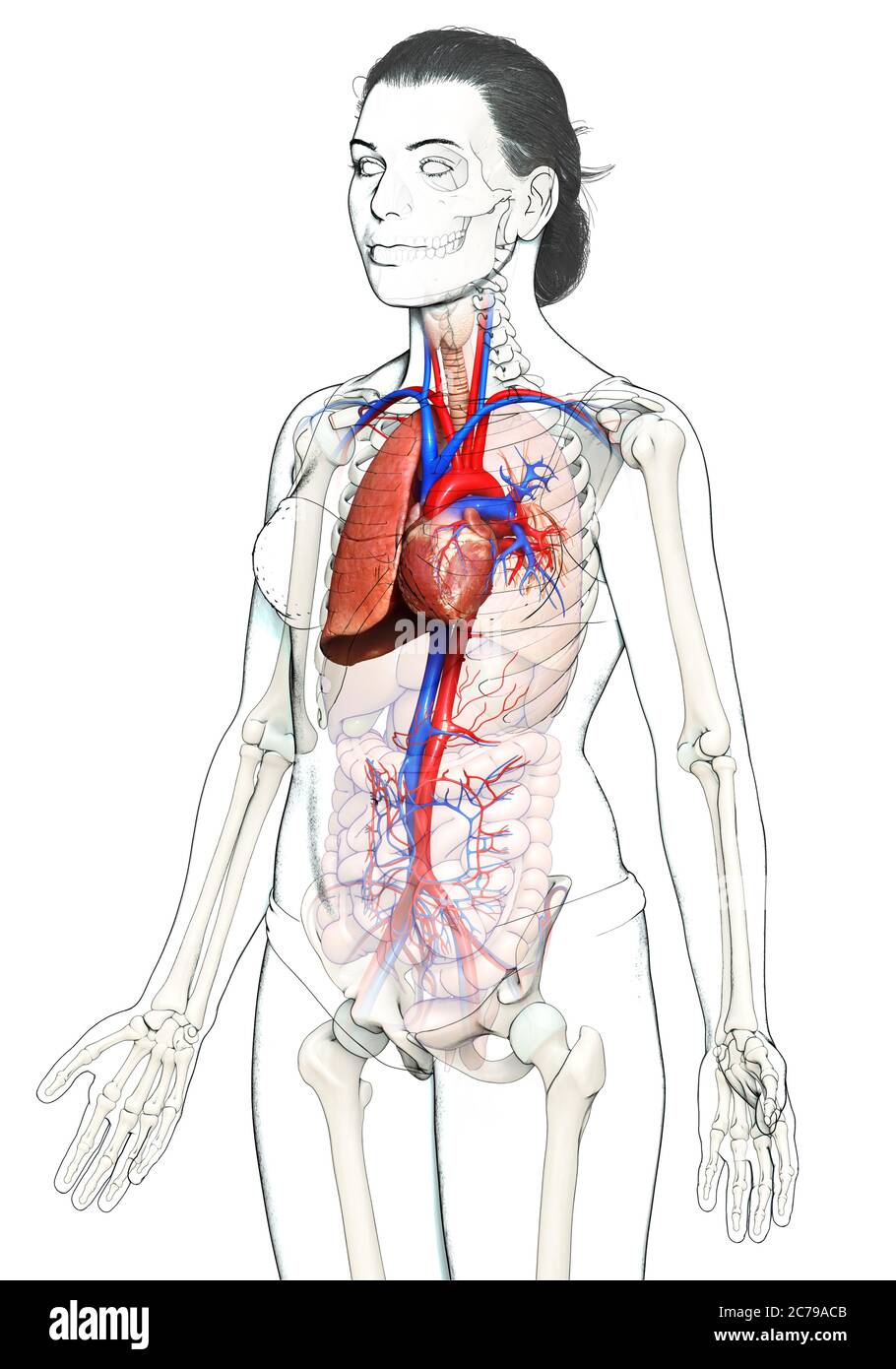3d rendered, medically accurate illustration of a female lung anatomy ...