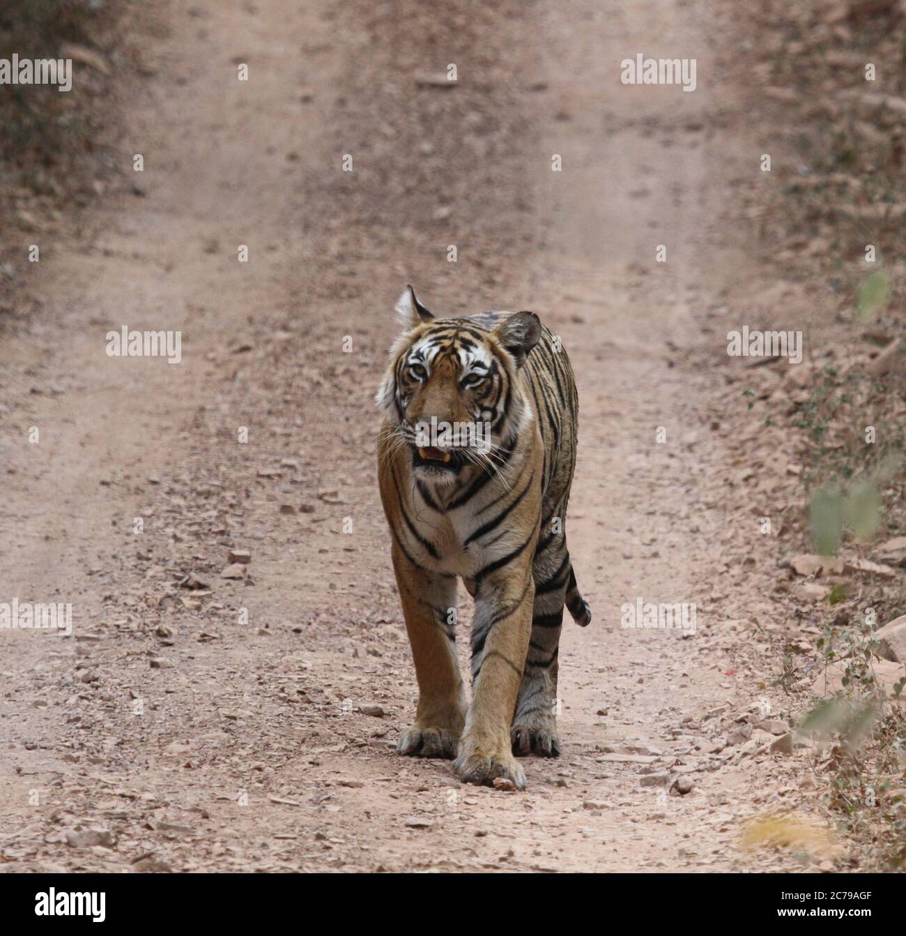 Bengal Tiger, Ranthambhore Stock Photo - Alamy