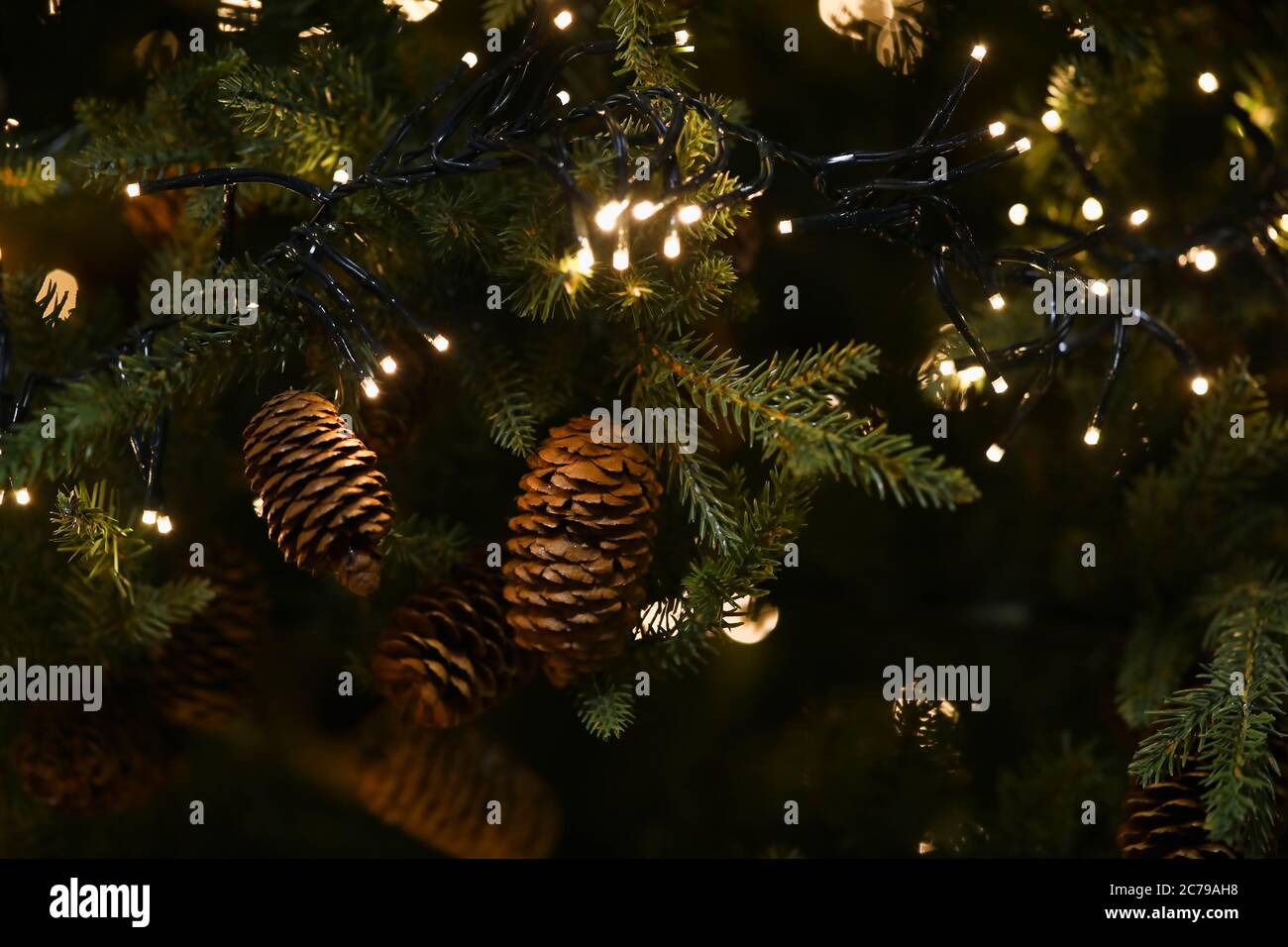 Detailed picture of twig Stock Photo - Alamy