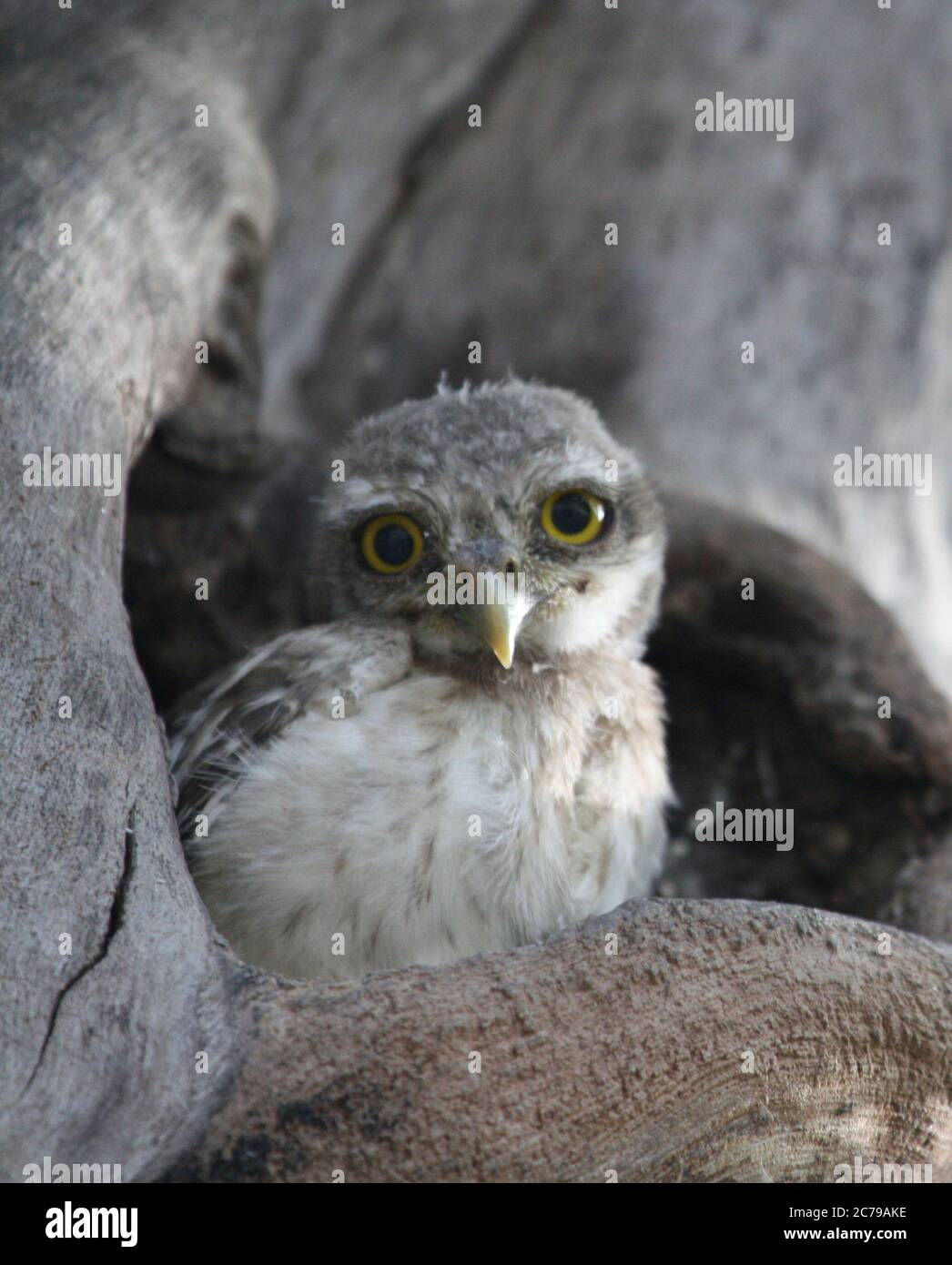 Baby spotted owlet Stock Photo - Alamy