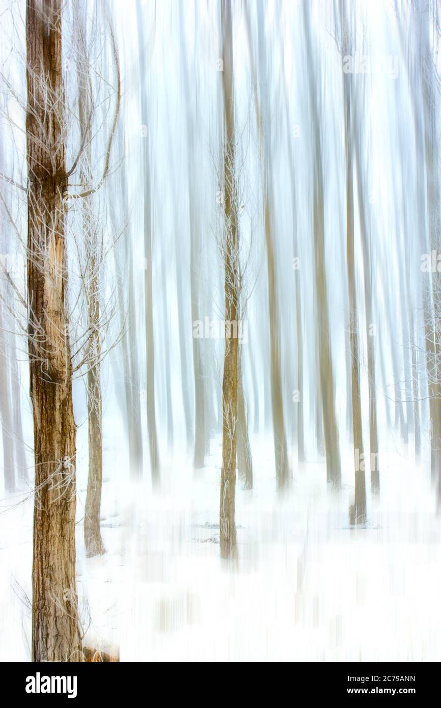 Winter, snow, fog and forest. Poplar trees. Winter nature background ...