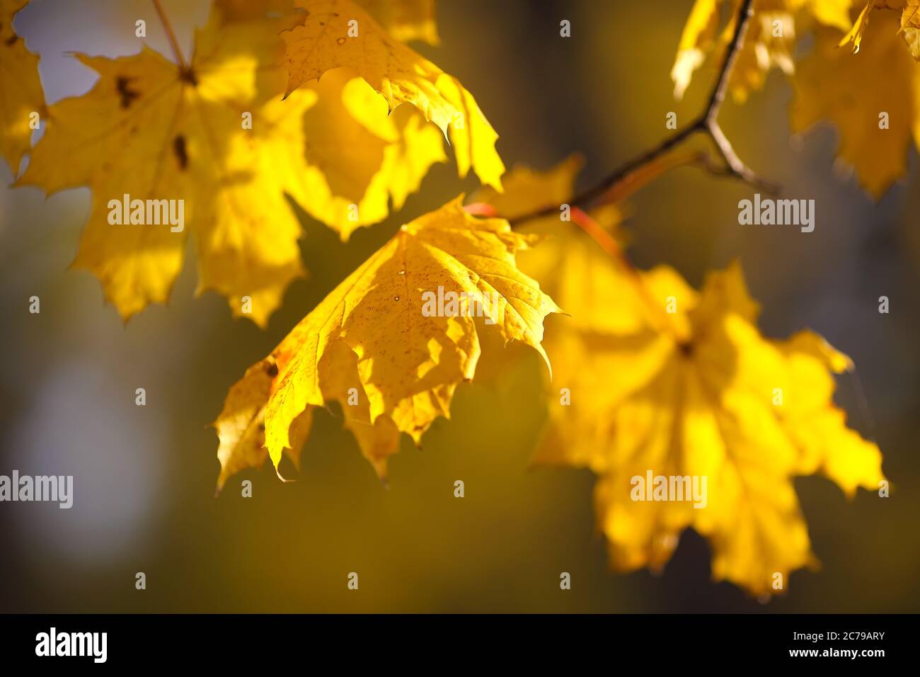 Autumnal maple leaves in blurred background, yellow foliage Stock Photo ...