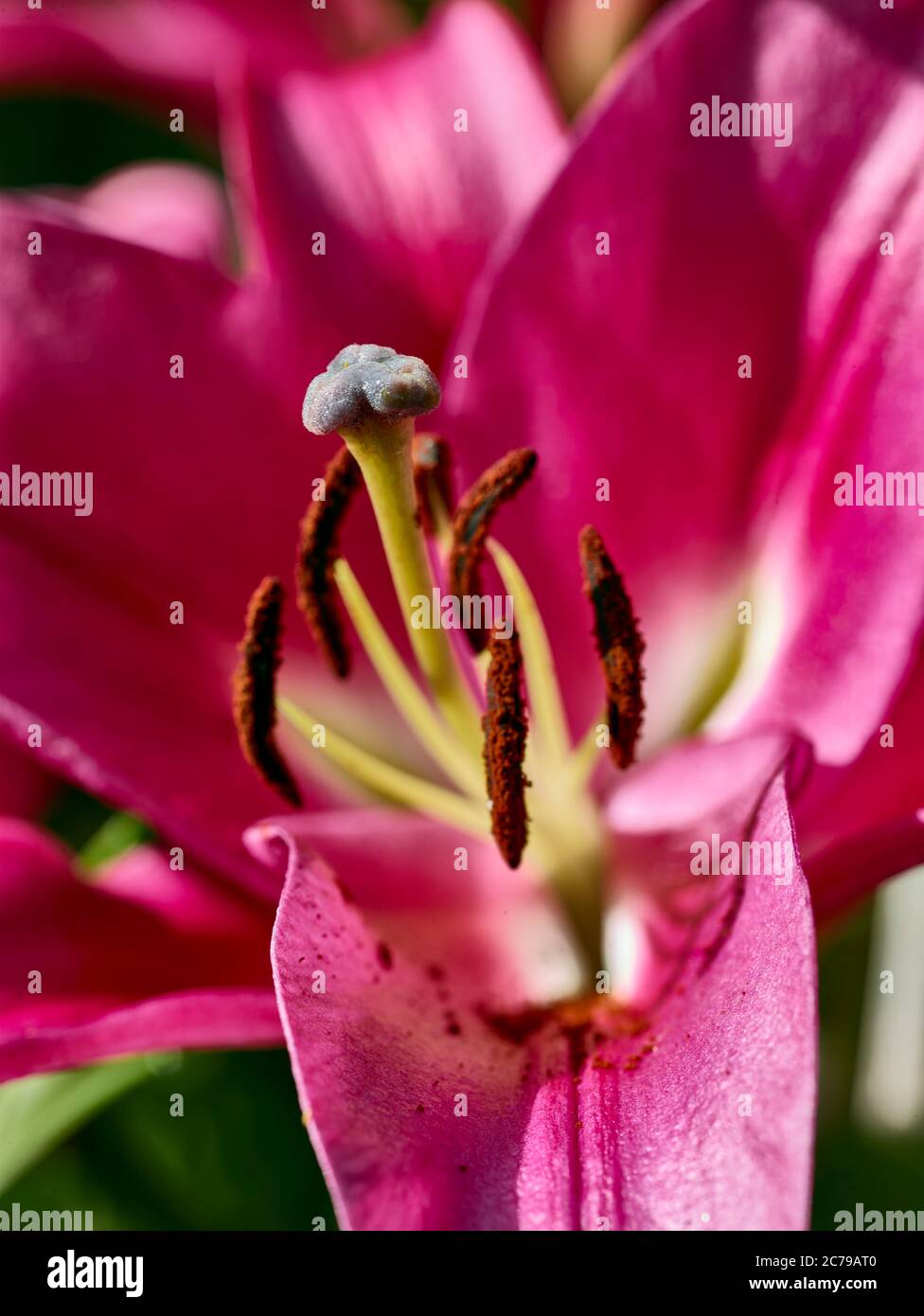 Close-up of Oriental, “Stargazer” Lily stamen and petals on a bright ...