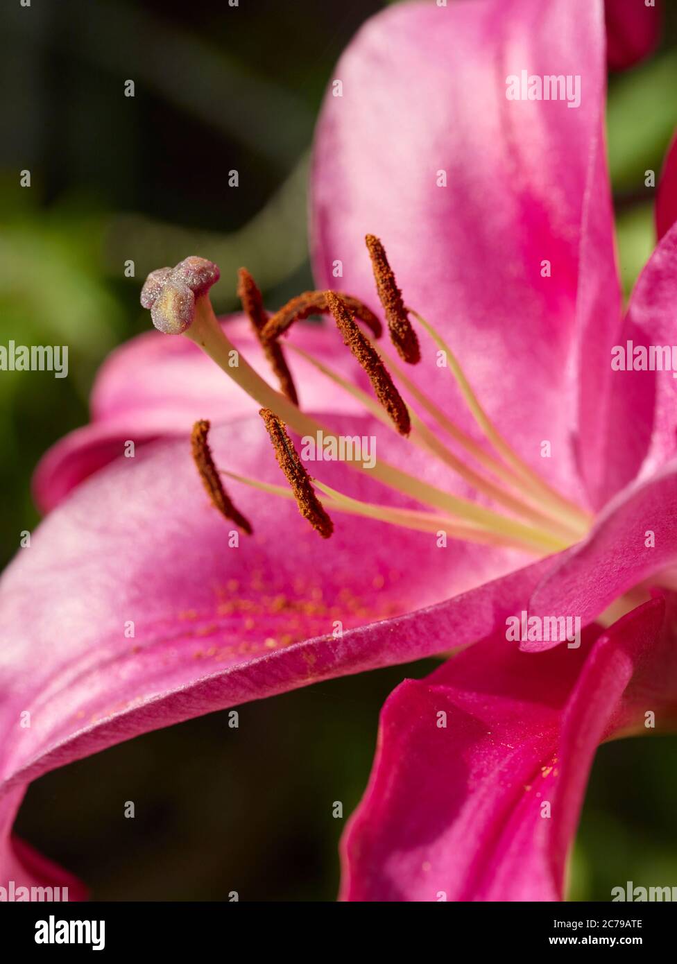Close-up of Oriental, “Stargazer” Lily stamen and petals on a bright ...