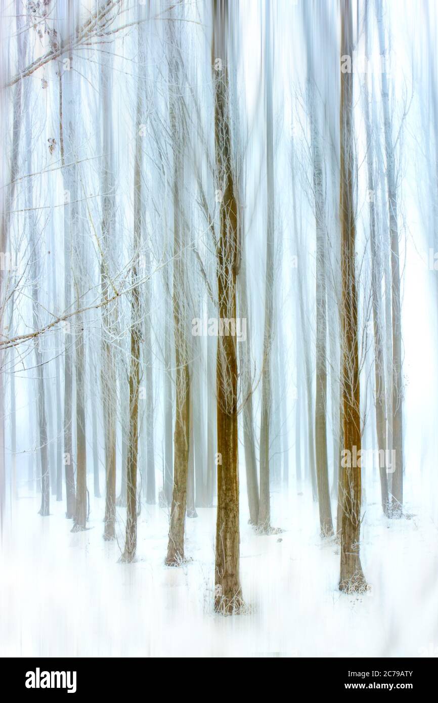 Winter, snow, fog and forest. Poplar trees. Winter nature background ...