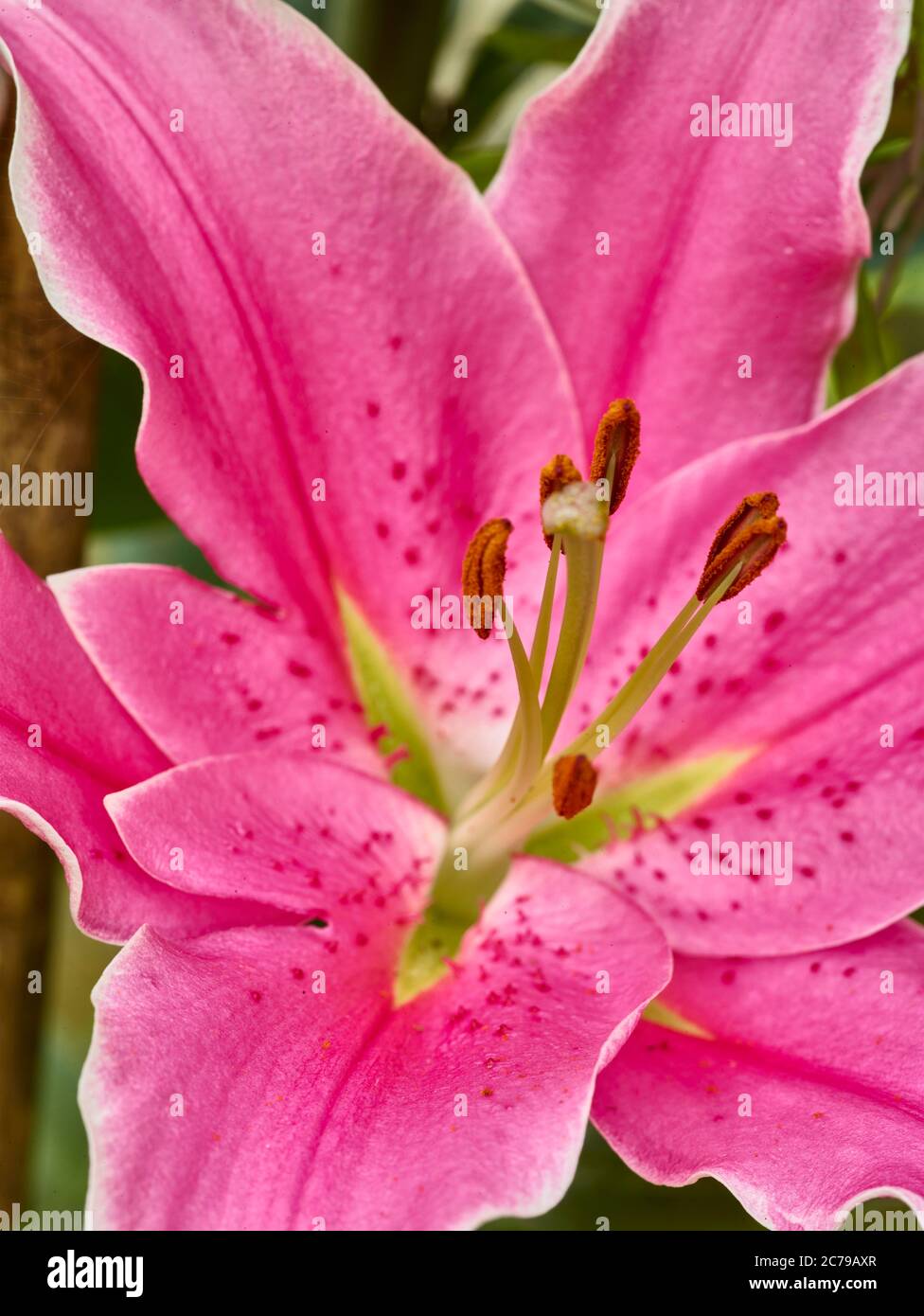 Close-up of Oriental, “Stargazer” Lily stamen and petals on a bright ...