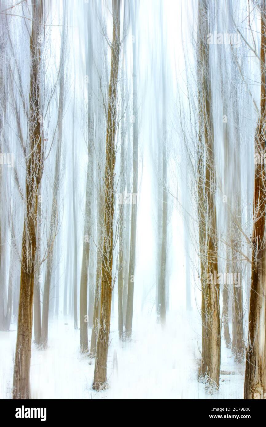 Winter, snow, fog and forest. Poplar trees. Winter nature background ...