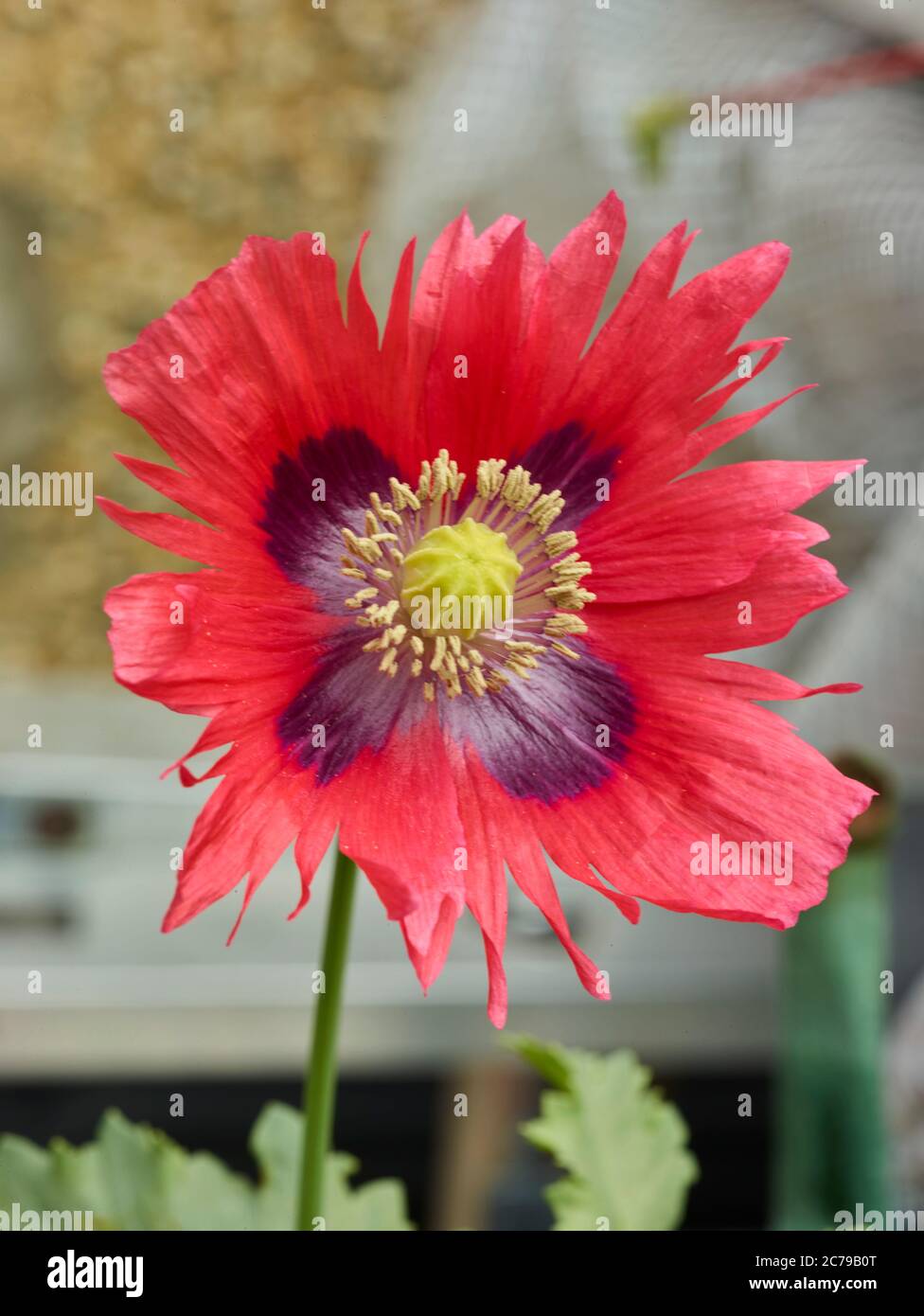 Red poppy natural flower portrait Stock Photo - Alamy