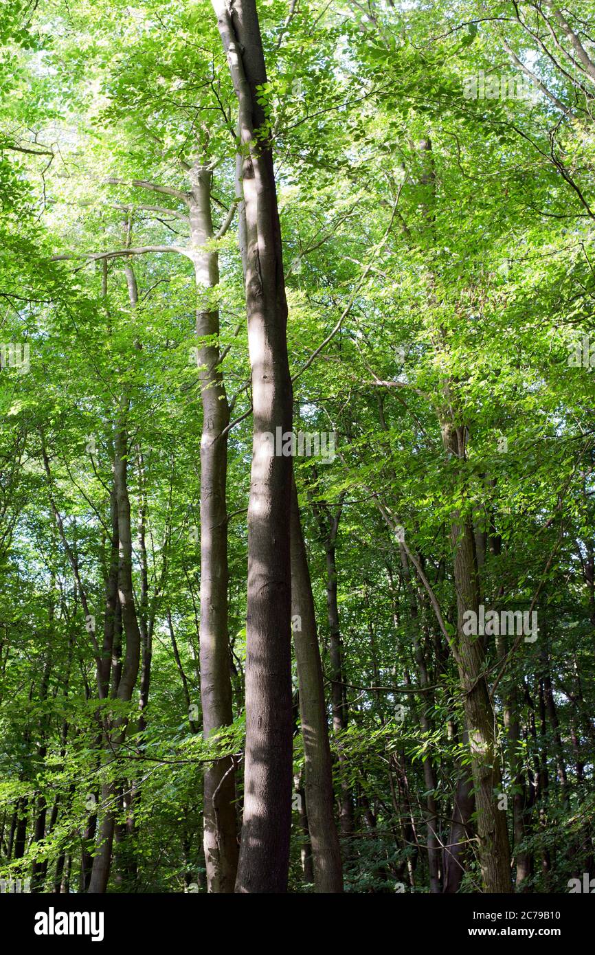 The chiltern way hi-res stock photography and images - Alamy