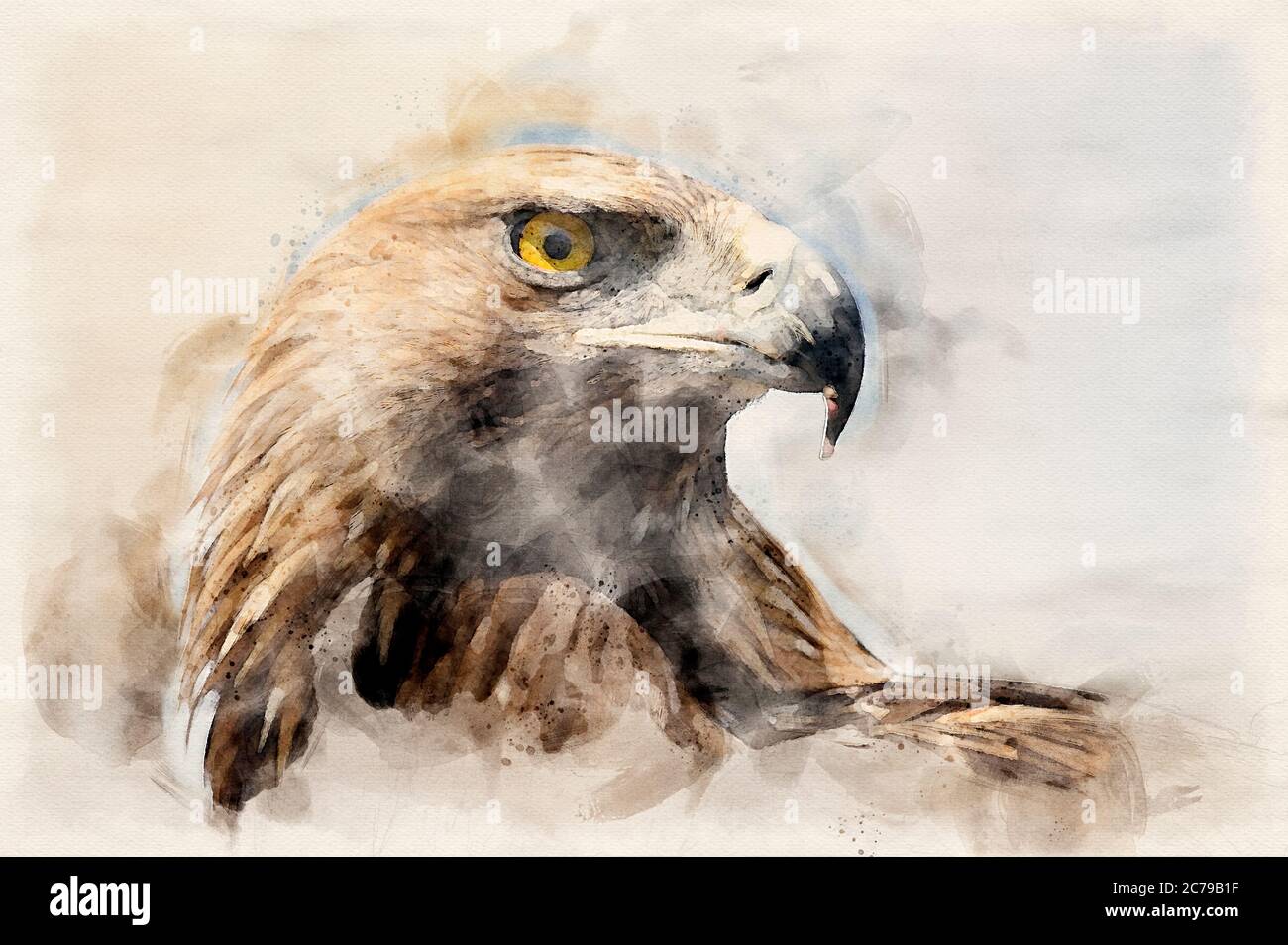 Watercolour painting of a Golden Eagle (Aquila chrysaetos Stock Photo ...