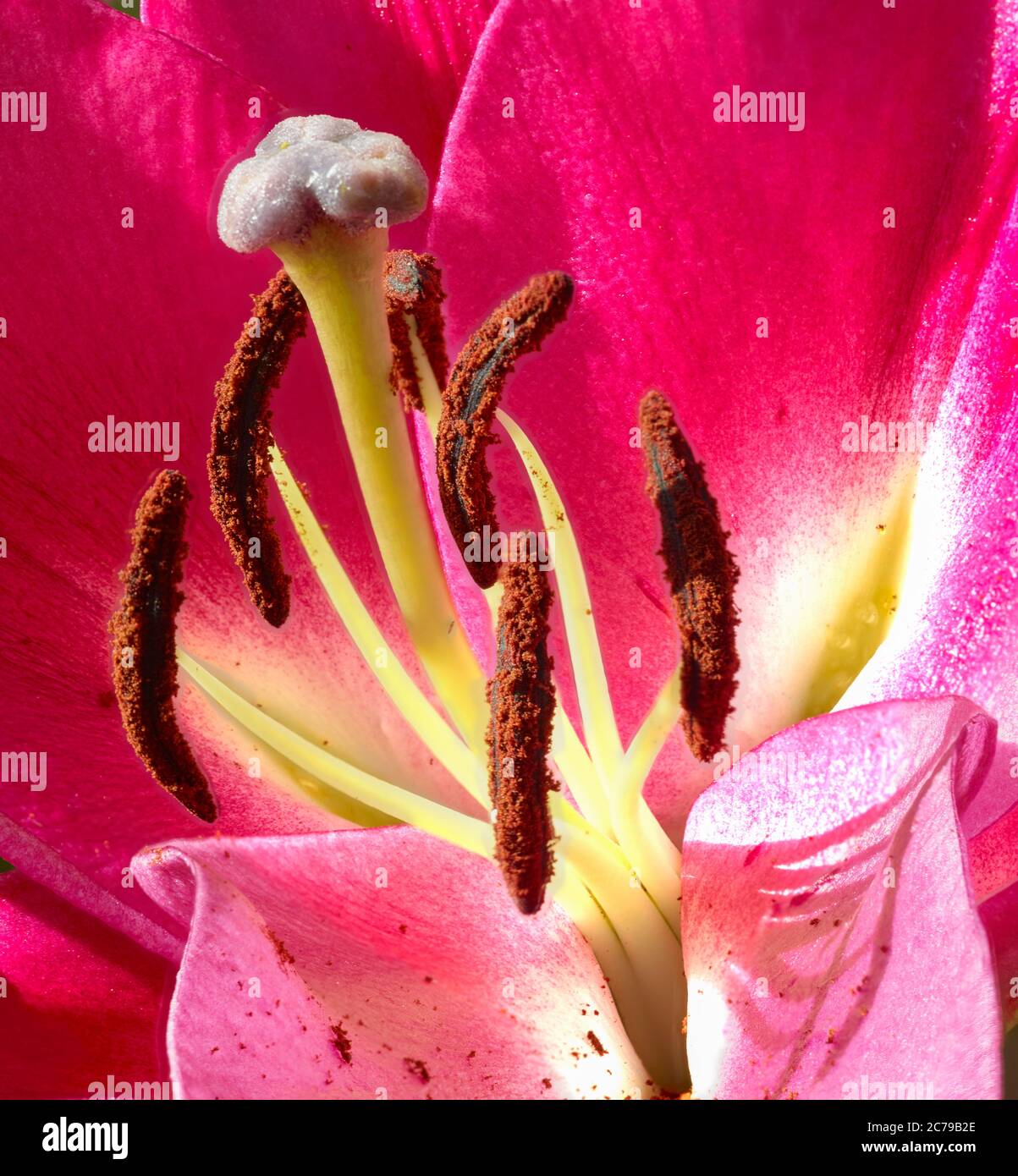 Close-up of Oriental, “Stargazer” Lily stamen and petals on a bright ...
