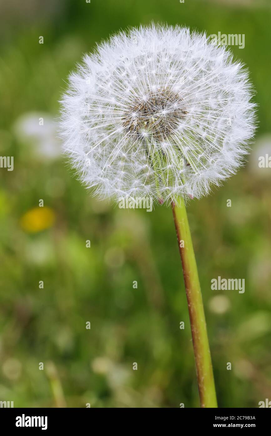 Dandelion with seeds blowing away in the wind. Dandelion seeds in ...