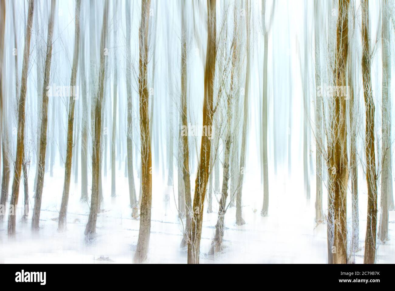 Winter, snow, fog and forest. Poplar trees. Winter nature background ...