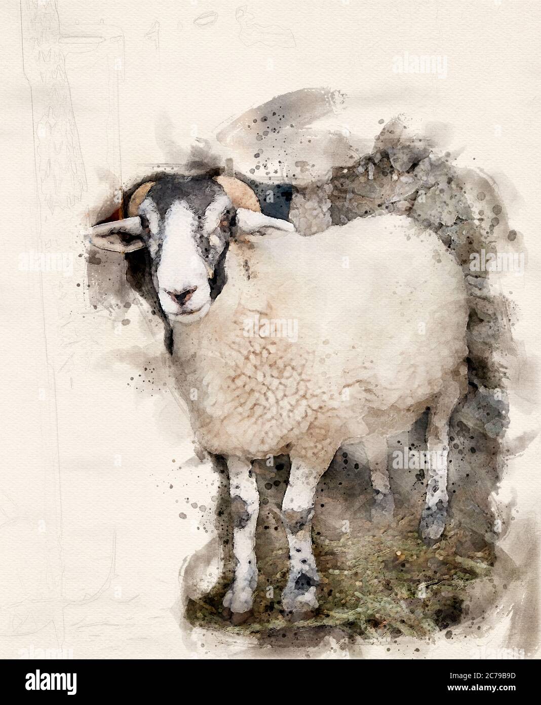 Swaledale sheep watercolour illustration Stock Photo - Alamy