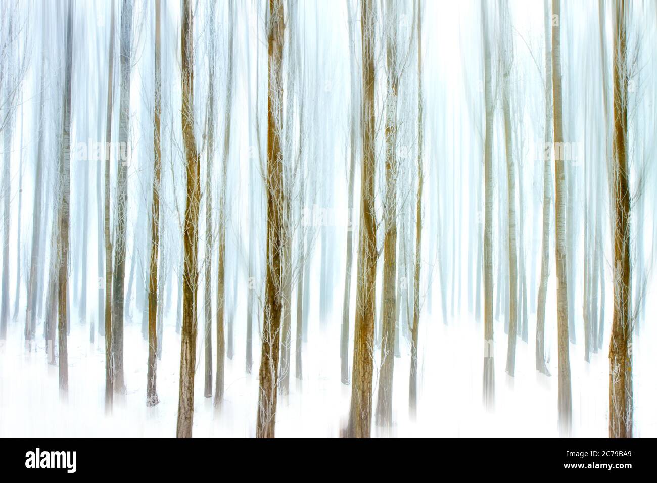 Winter, snow, fog and forest. Poplar trees. Winter nature background ...