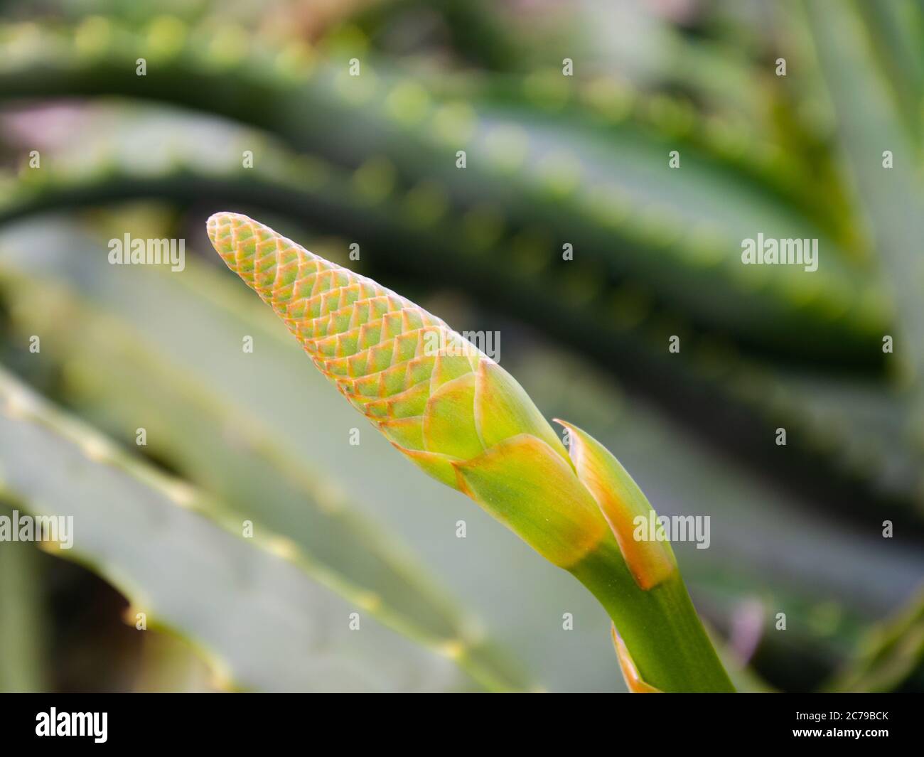 Aloe vera flowers red hi-res stock photography and images - Alamy