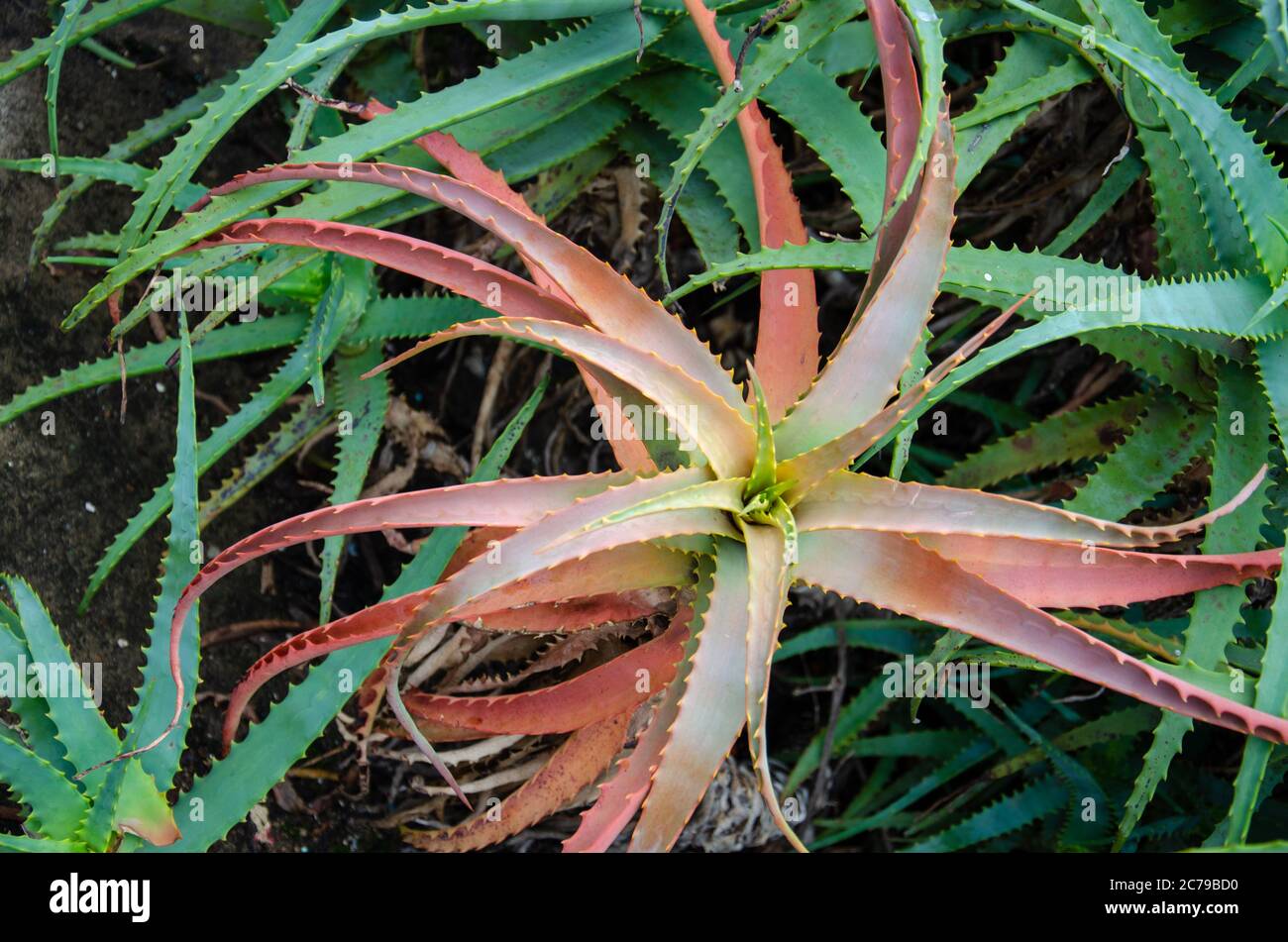 Aloe Vera Flowers Red High Resolution Stock Photography and Images - Alamy