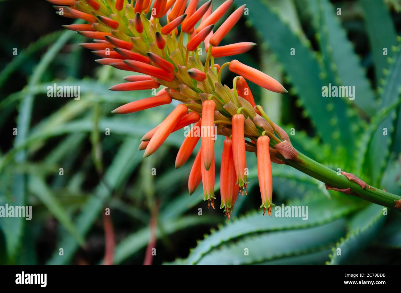 Aloe vera flowers red hi-res stock photography and images - Alamy