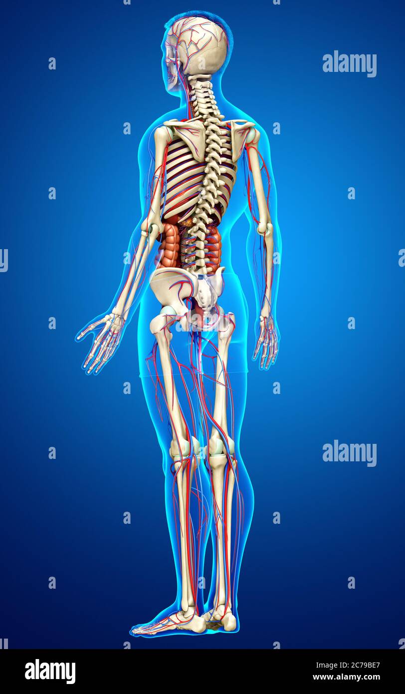 3d rendered medically accurate illustration of Internal organs ...