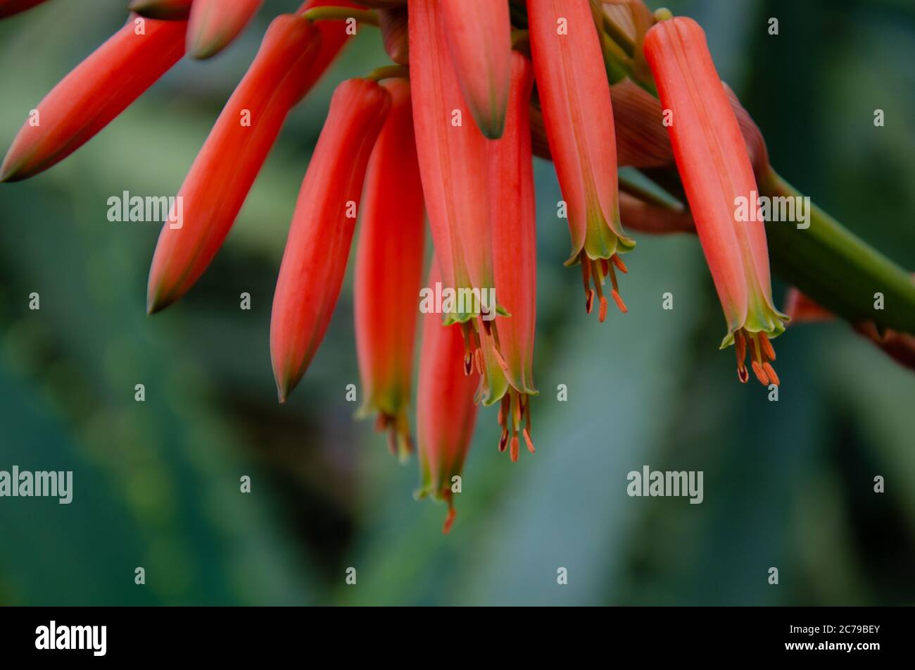 Aloe vera flowers red hi-res stock photography and images - Alamy