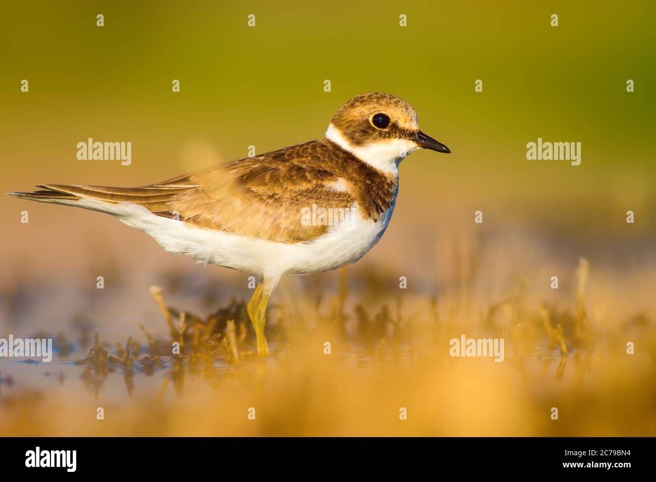 Cute little bird. Yellow sand background. Bird: Common Ringed Plover ...