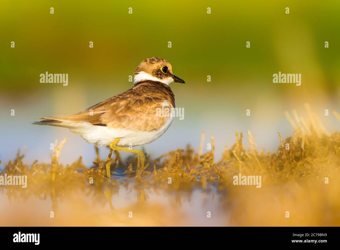 Cute little bird. Yellow sand background. Bird: Common Ringed Plover ...